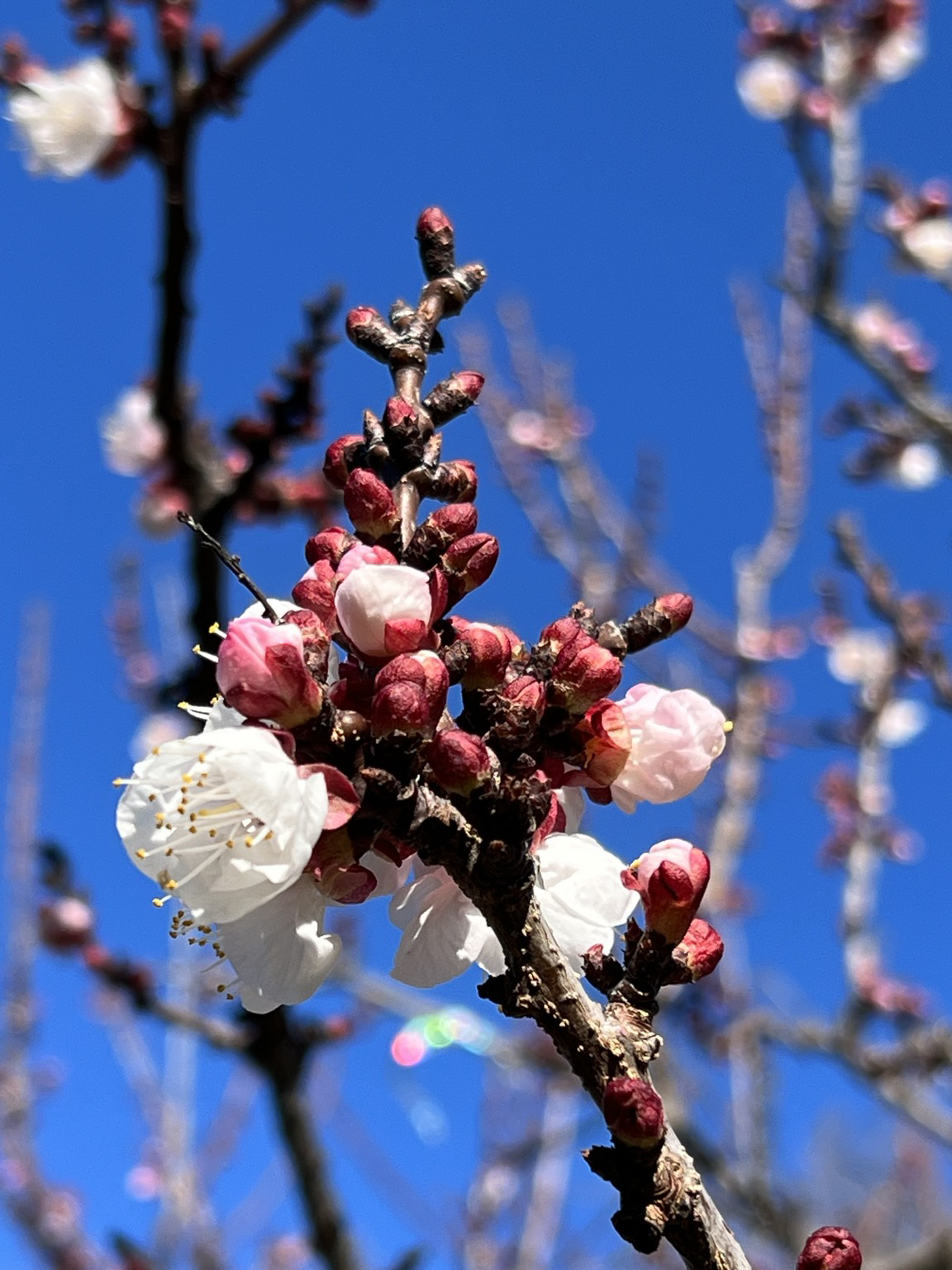 Vocal Visions (@vocalvisions@mstdn.social) - Mastodon 🐘