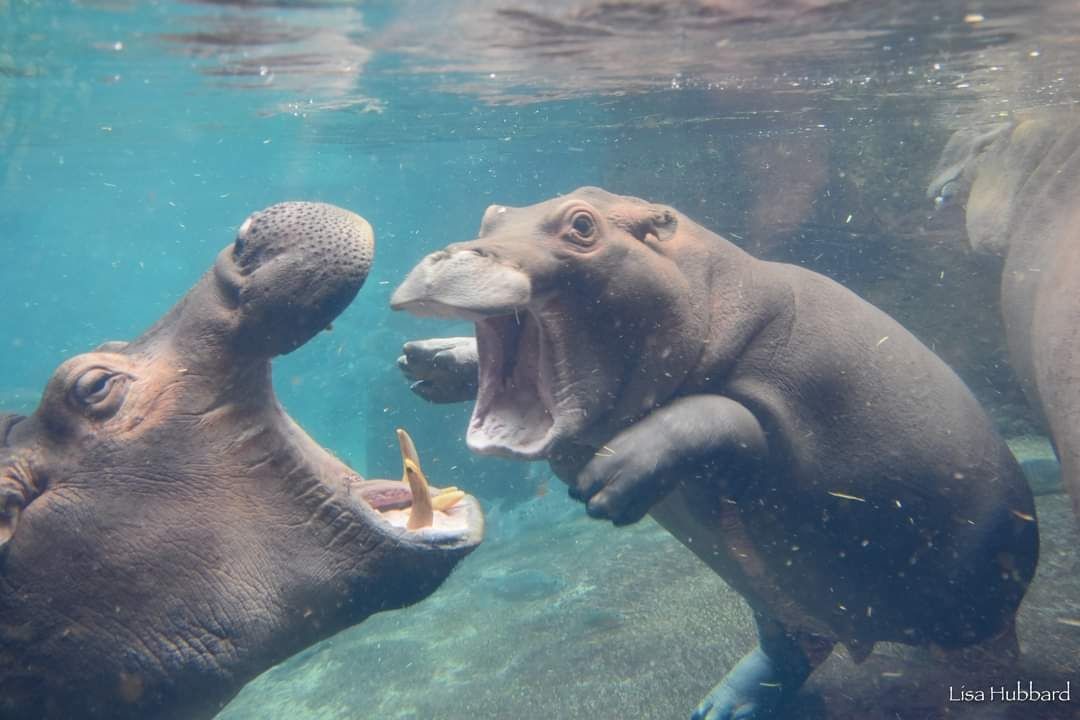 Andrew Bellware (@abellware@mstdn.social) - Mastodon 🐘