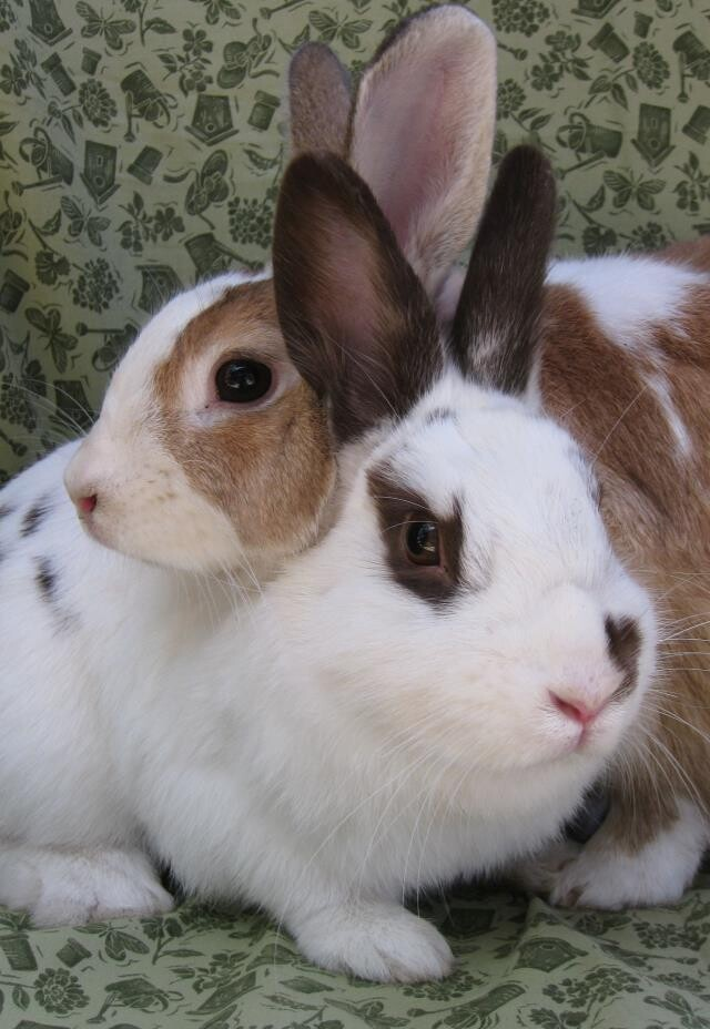 Andrew Bellware (@abellware@mstdn.social) - Mastodon 🐘