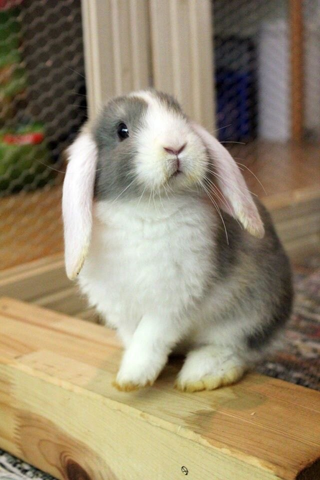 Andrew Bellware (@abellware@mstdn.social) - Mastodon 🐘