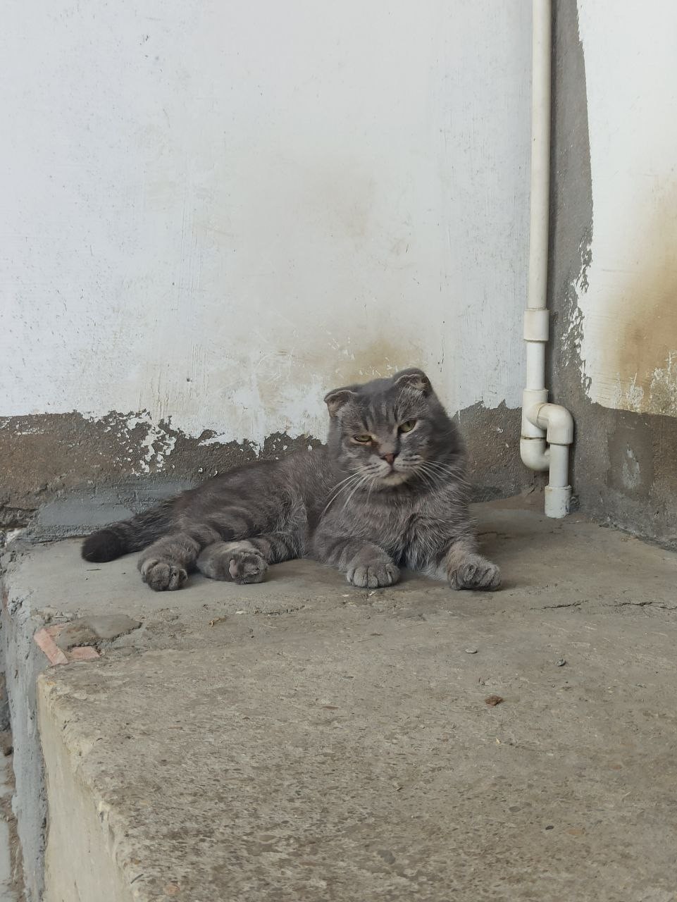 loly (@loly_girl@mstdn.social) - Mastodon 🐘