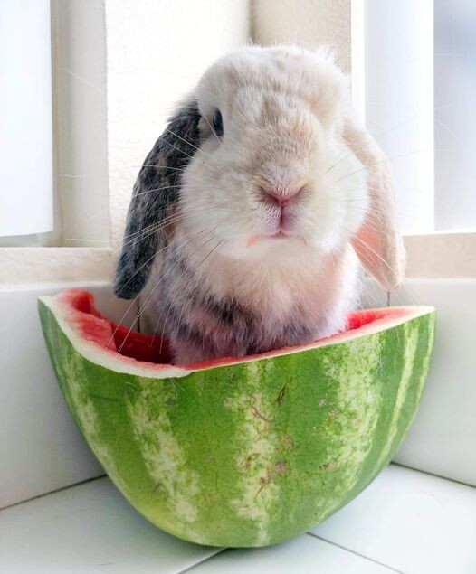 Andrew Bellware (@abellware@mstdn.social) - Mastodon 🐘