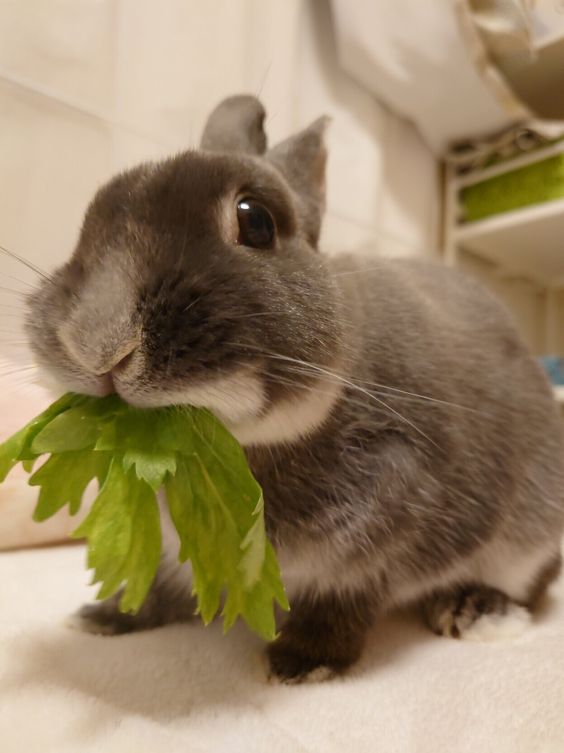 Andrew Bellware (@abellware@mstdn.social) - Mastodon 🐘