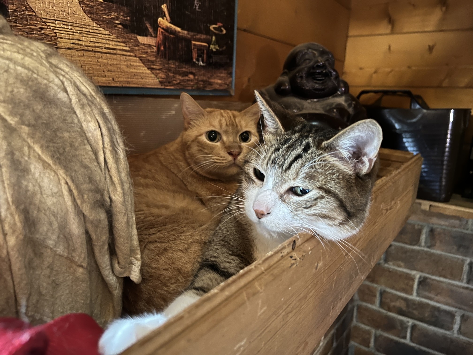 Nina By Nature (@716ninala@mstdn.social) - Mastodon 🐘