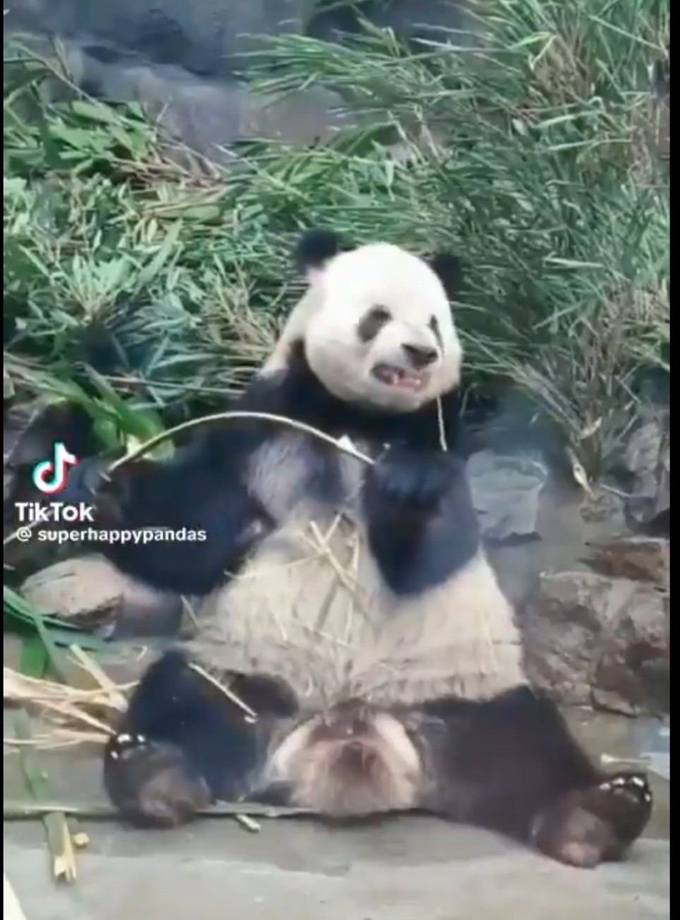 elle (@ElleGray@mstdn.social) - Mastodon 🐘