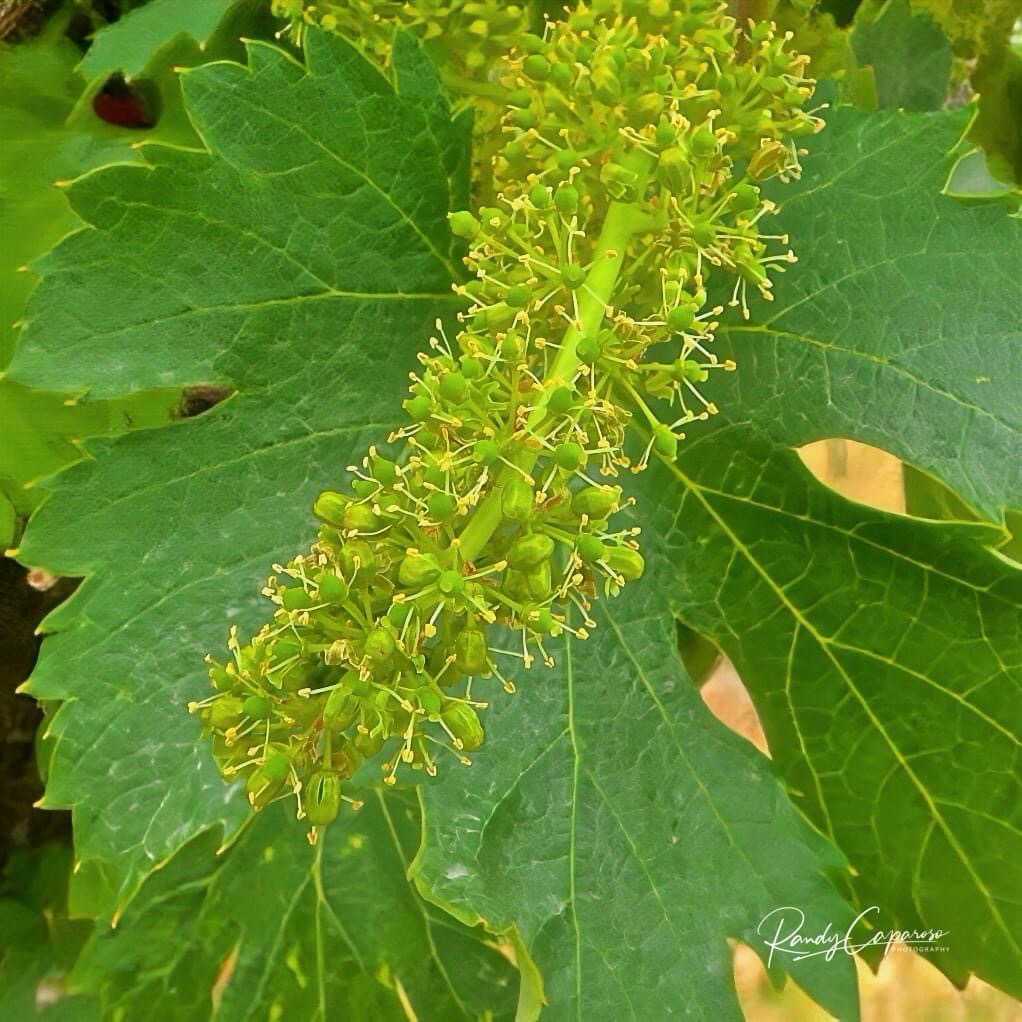 Markus Wine Co. (@MarkusWine@sfba.social) - SFBA.social