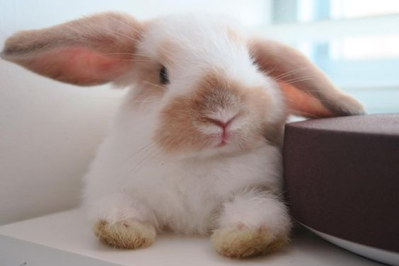 Andrew Bellware (@abellware@mstdn.social) - Mastodon 🐘