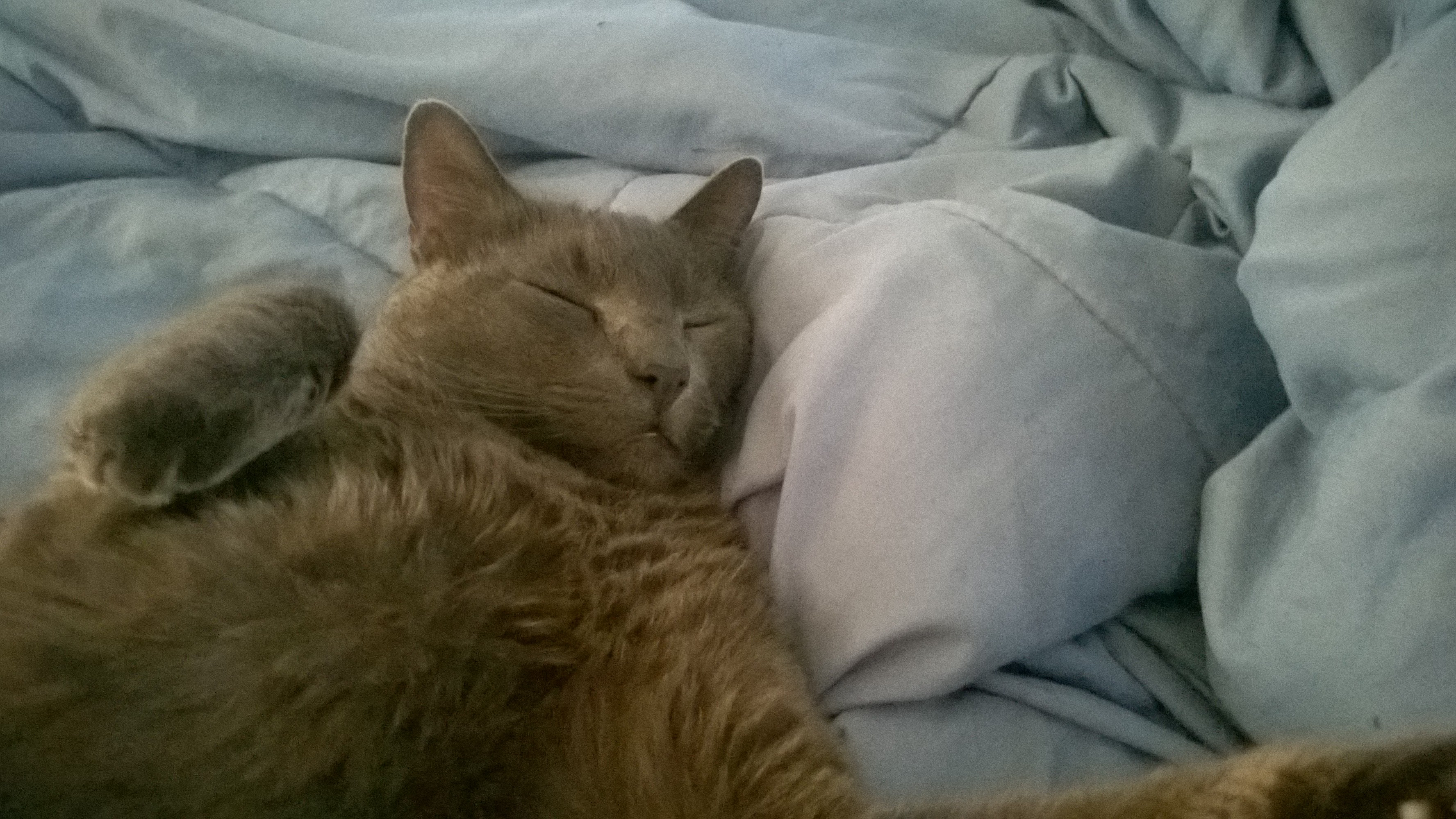 Lance Leonard (@lleonard@mstdn.social) - Mastodon 🐘